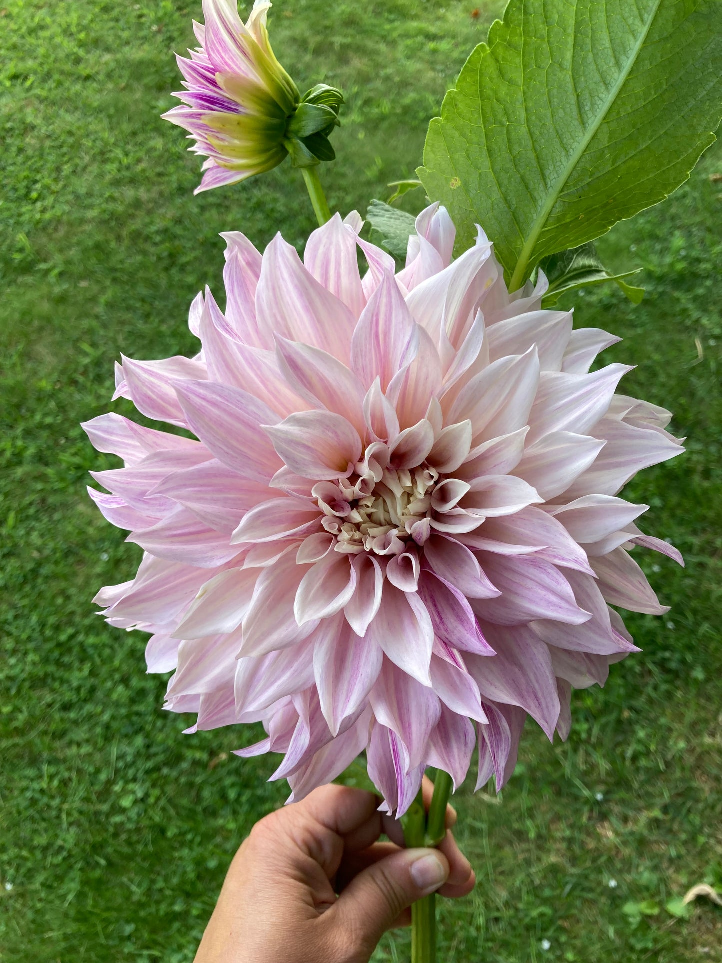 Cafe Au Lait Royal – Little Blooms of Joy Dahlias