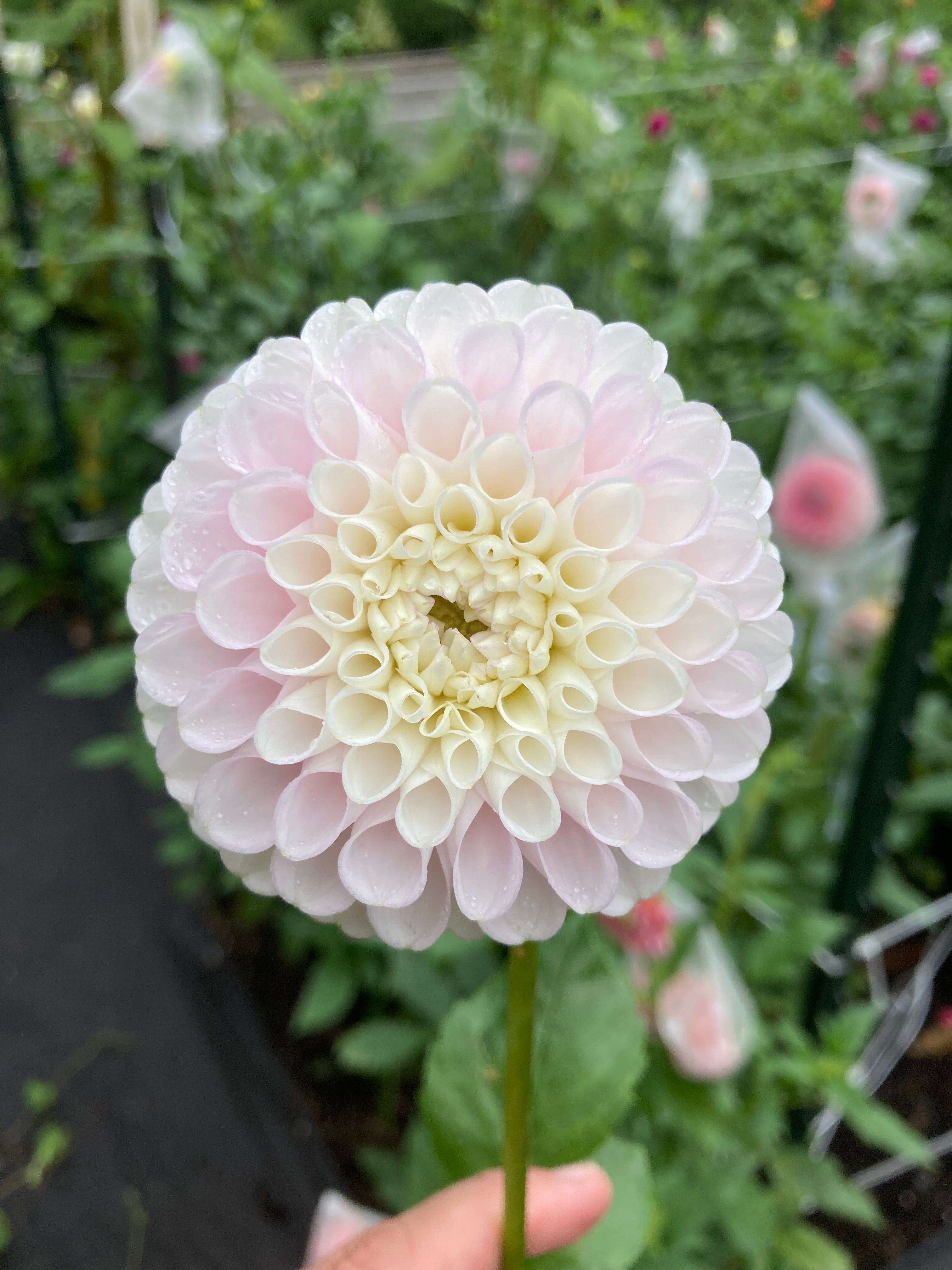 Snoho Sonia – Little Blooms of Joy Dahlias