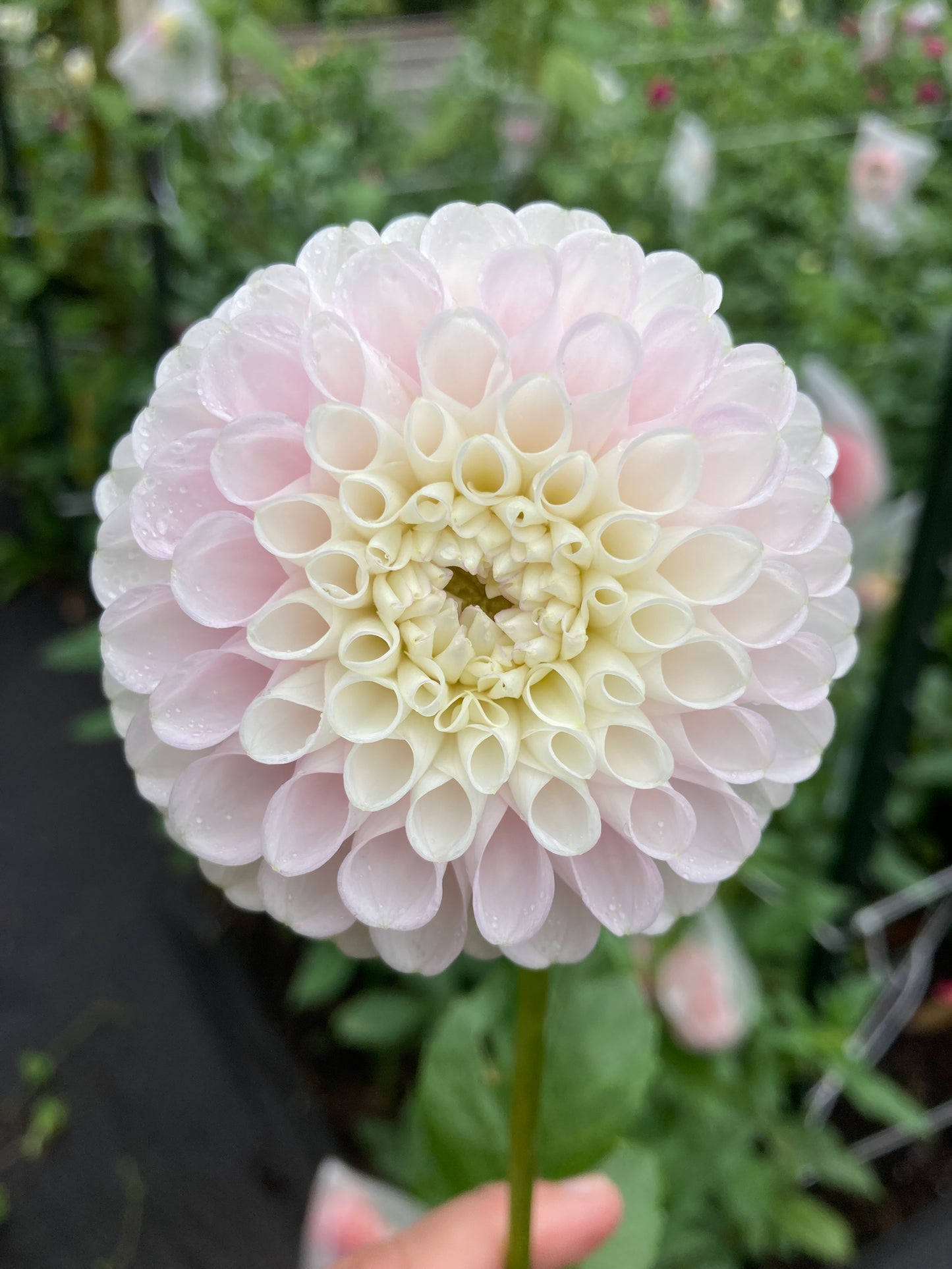 Snoho Sonia – Little Blooms of Joy Dahlias