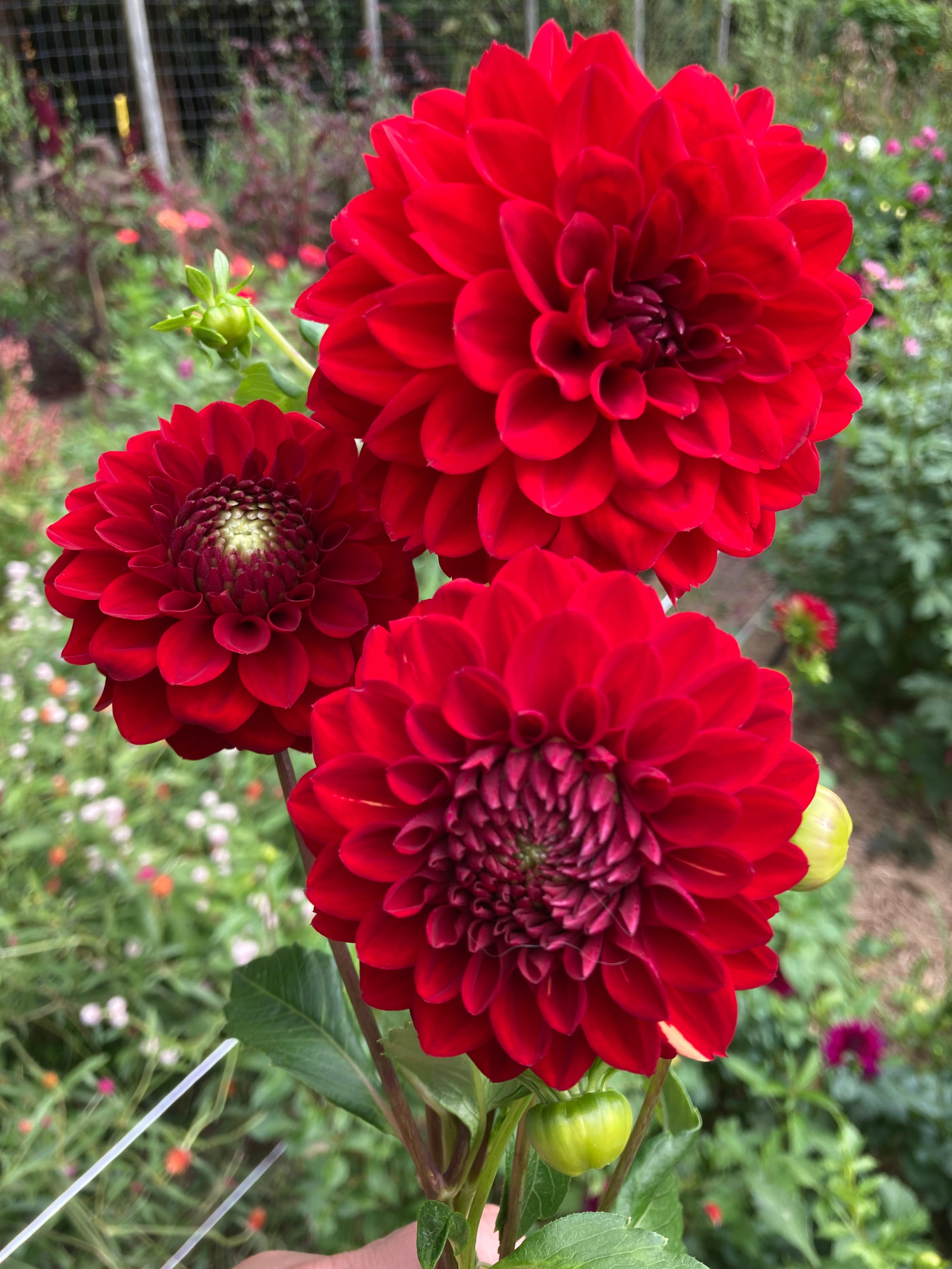 Ali Oop (#2 tubers) – Little Blooms of Joy Dahlias