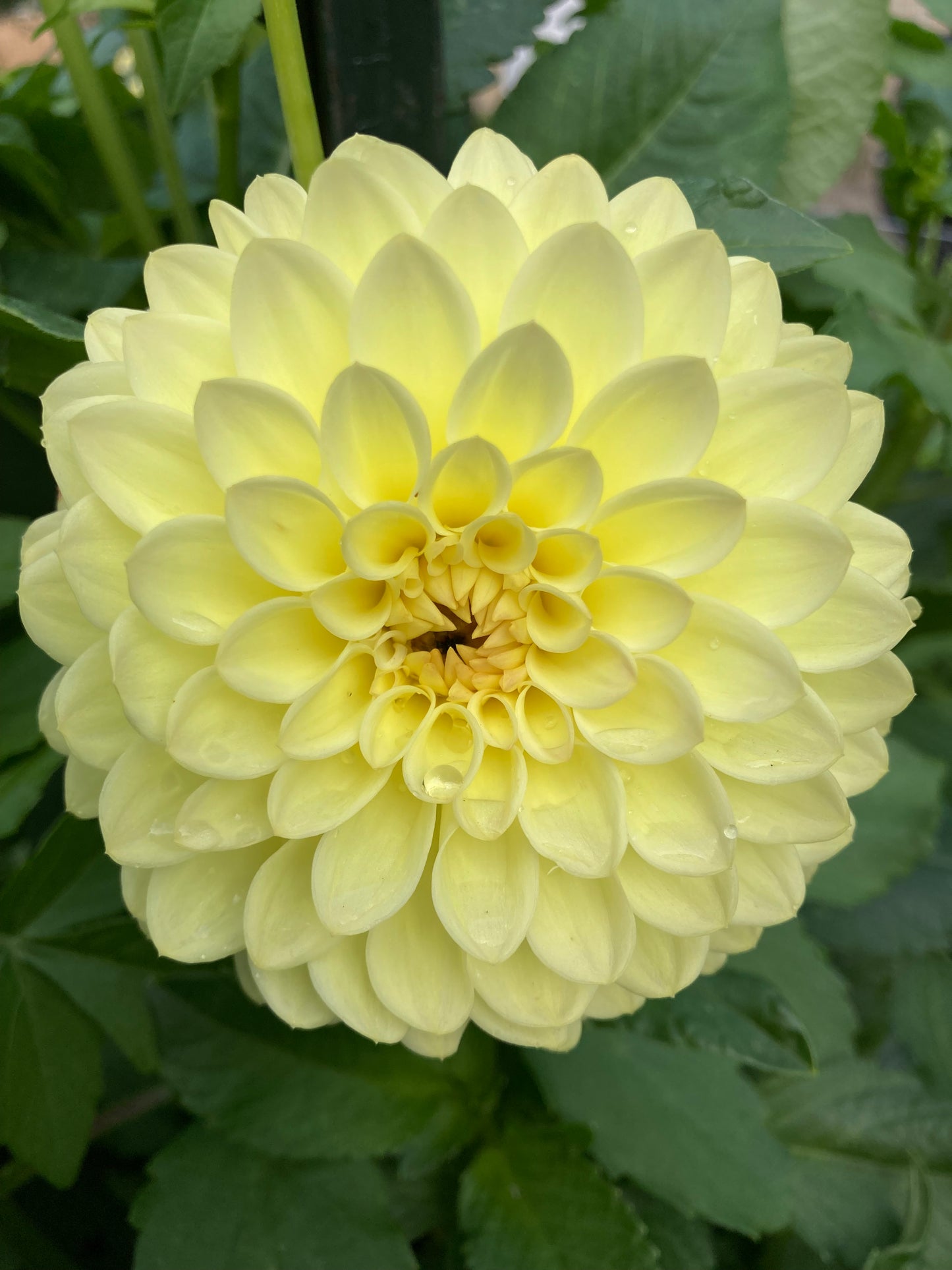 Primrose Diane (#2 tuber) – Little Blooms of Joy Dahlias