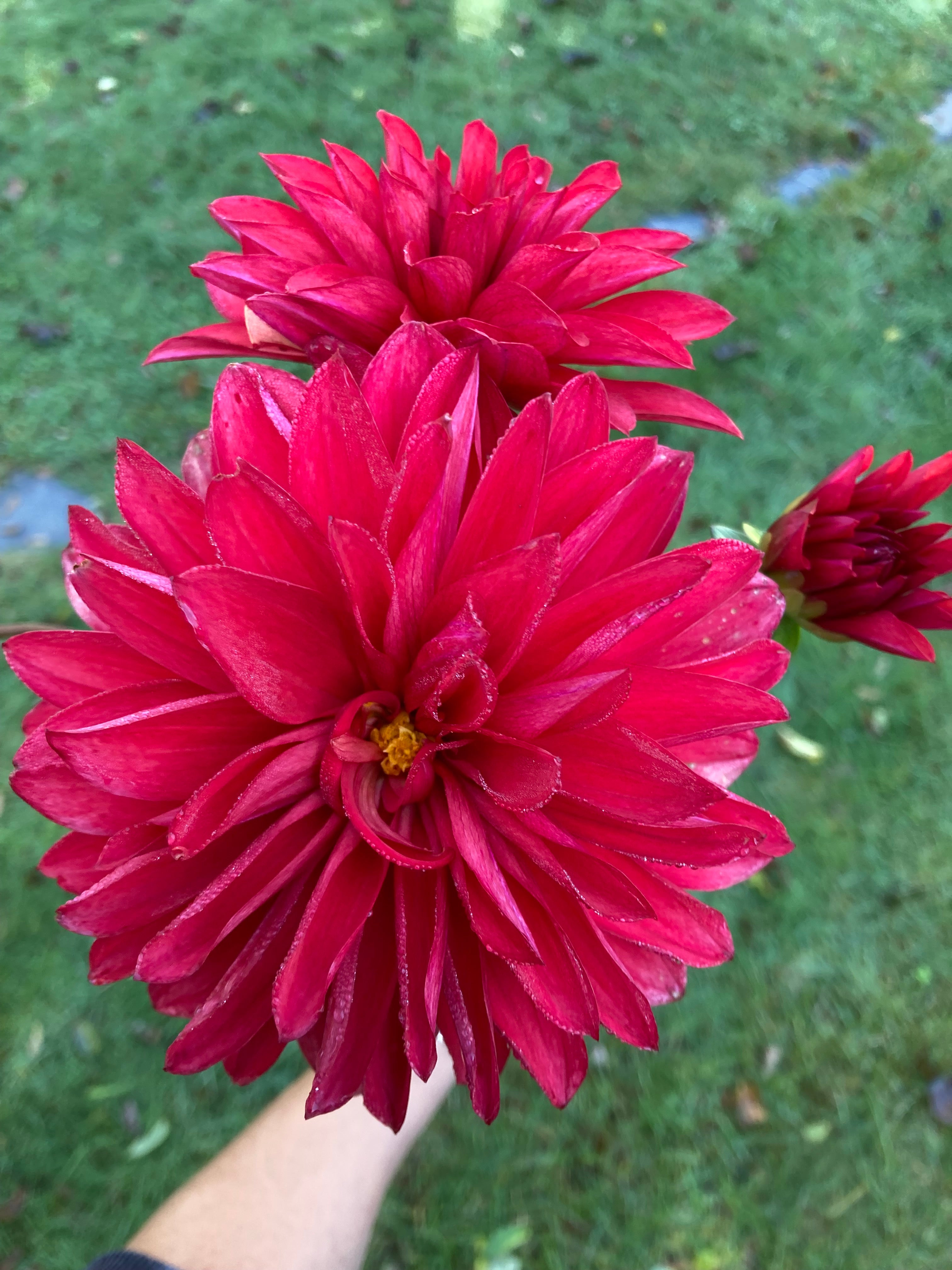 Red Decorative (#2 tubers) – Little Blooms of Joy Dahlias