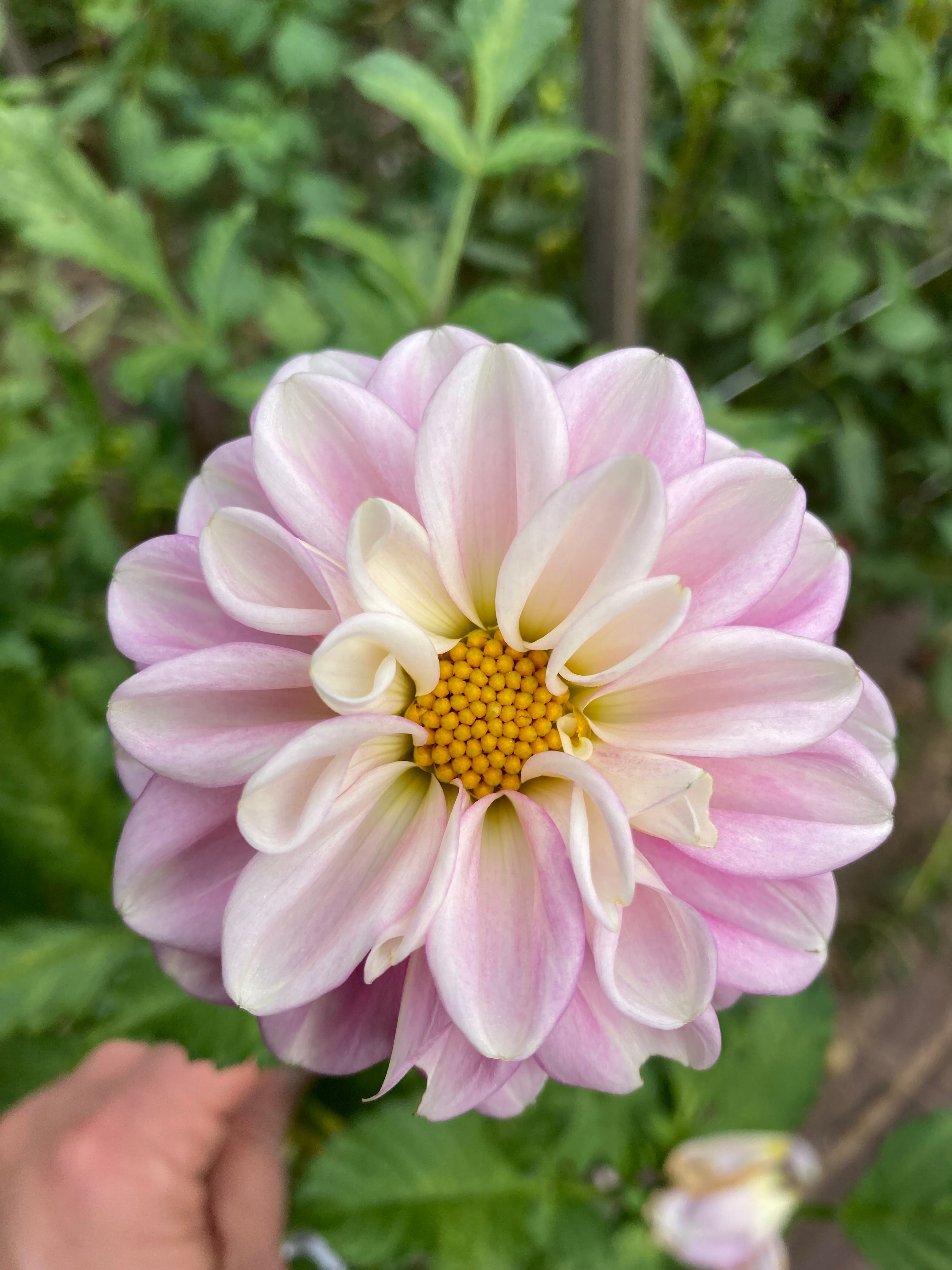 Fluffles – Little Blooms of Joy Dahlias