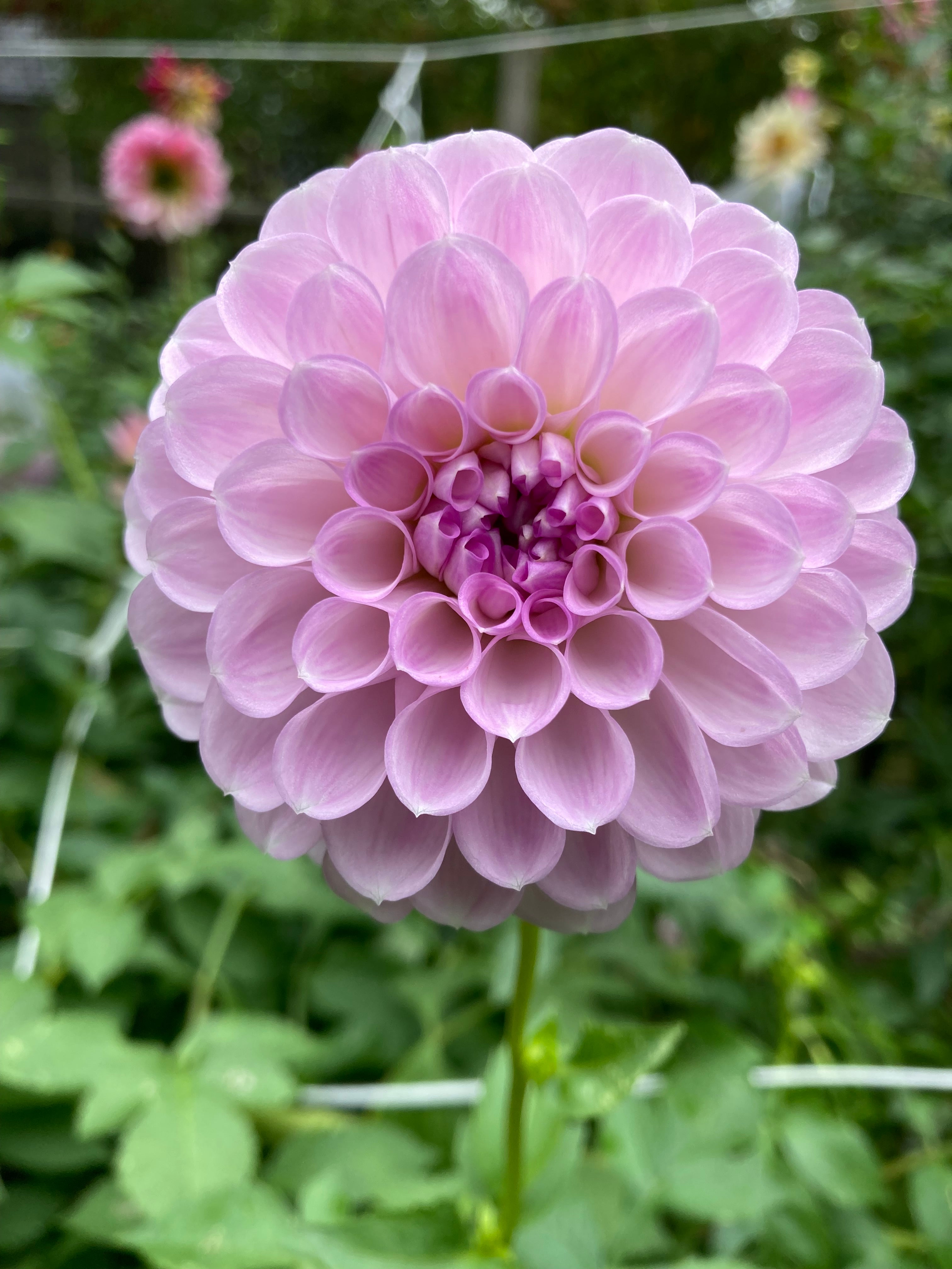 Megan Dean – Little Blooms of Joy Dahlias